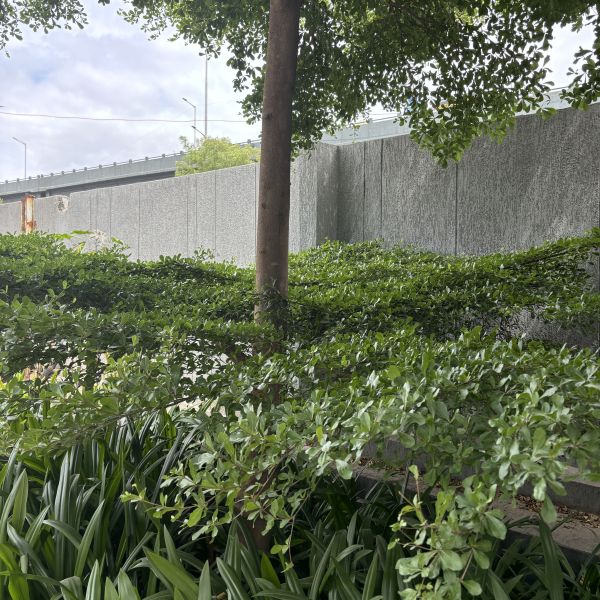 Terminalia mantaly | Madagascar almond tree - Trees | Green Cover ...