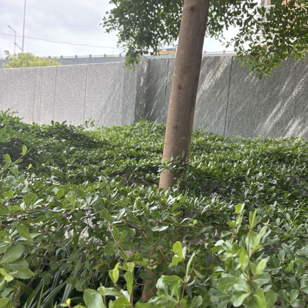 Terminalia mantaly | Madagascar almond tree - Trees | Green Cover ...