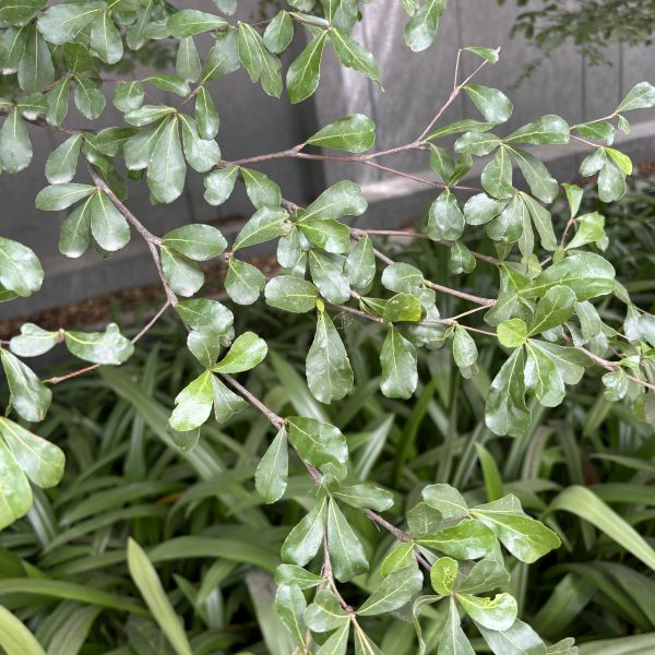 Terminalia mantaly | Madagascar almond tree - Trees | Green Cover ...