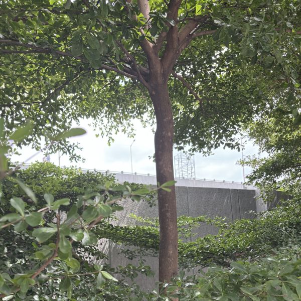 Terminalia mantaly | Madagascar almond tree - Trees | Green Cover ...