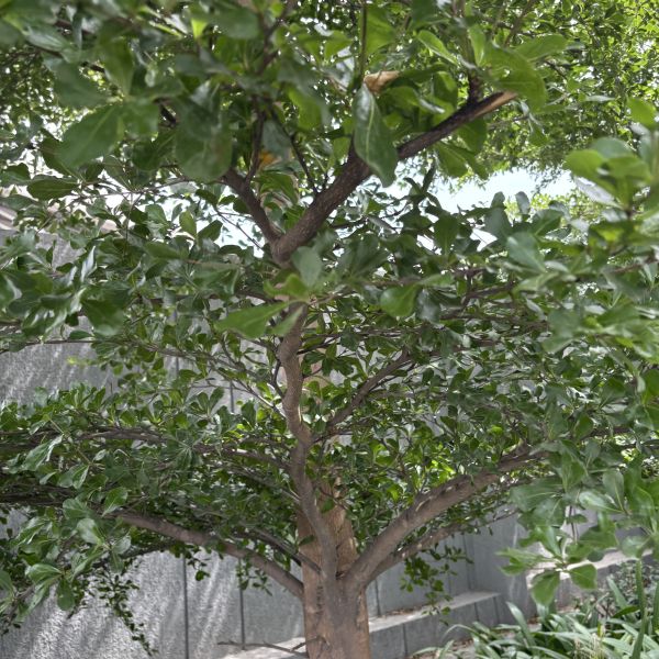 Terminalia mantaly | Madagascar almond tree - Trees | Green Cover ...