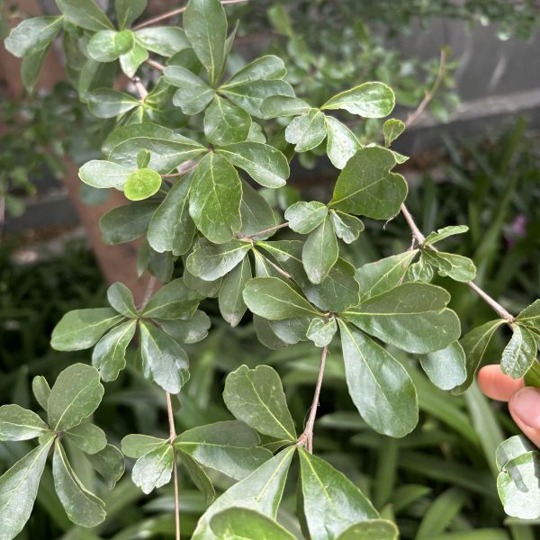 Terminalia mantaly | Madagascar almond tree - Trees | Green Cover ...
