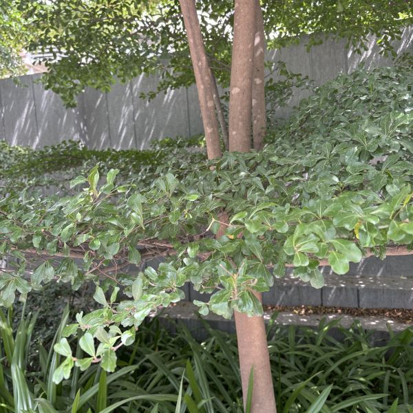 Terminalia mantaly | Madagascar almond tree - Trees | Green Cover ...