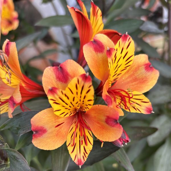 Alstroemeria aurea | Peruvian lily - Flowering plants | Garden plants