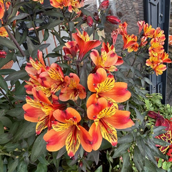 Alstroemeria aurea | Peruvian lily - Flowering plants | Garden plants