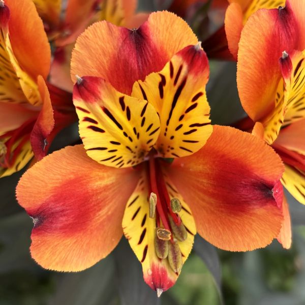 Alstroemeria aurea | Peruvian lily - Flowering plants | Garden plants