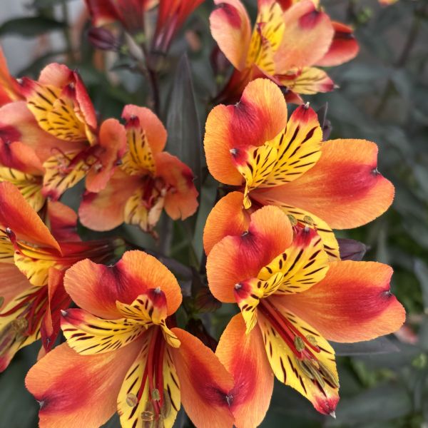 Alstroemeria aurea | Peruvian lily - Flowering plants | Garden plants