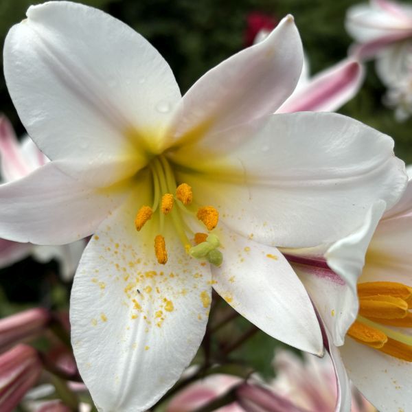 Lilium regale | Regal lily - Flowering plants - Green Cover Initiative