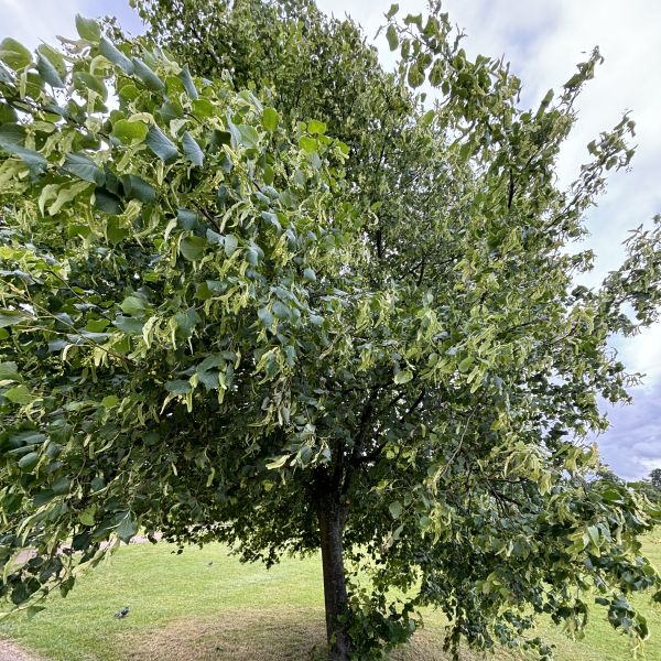 Tilia cordata | Small-leaved lime | Linden tree - Garden trees