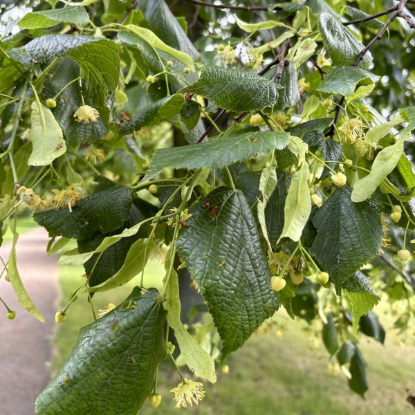 Tilia cordata | Small-leaved lime | Linden tree - Garden trees