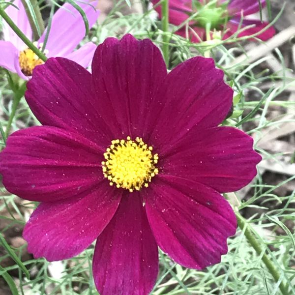 Cosmos bipinnatus | Garden cosmos - Green Cover Initiative