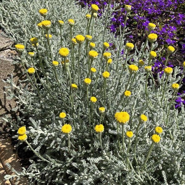 Santolina chamaecyparissus | Lavender cotton - Green Cover Initiative
