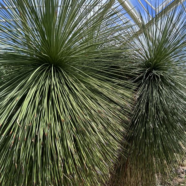Xanthorrhoea australis | Australian grass tree - Garden trees