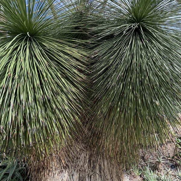 Xanthorrhoea australis | Australian grass tree - Garden trees