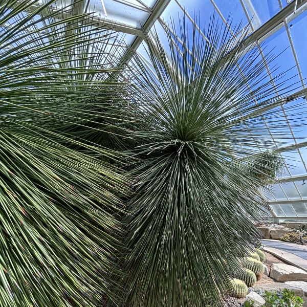 Xanthorrhoea australis | Australian grass tree - Garden trees
