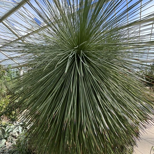Xanthorrhoea australis | Australian grass tree - Garden trees