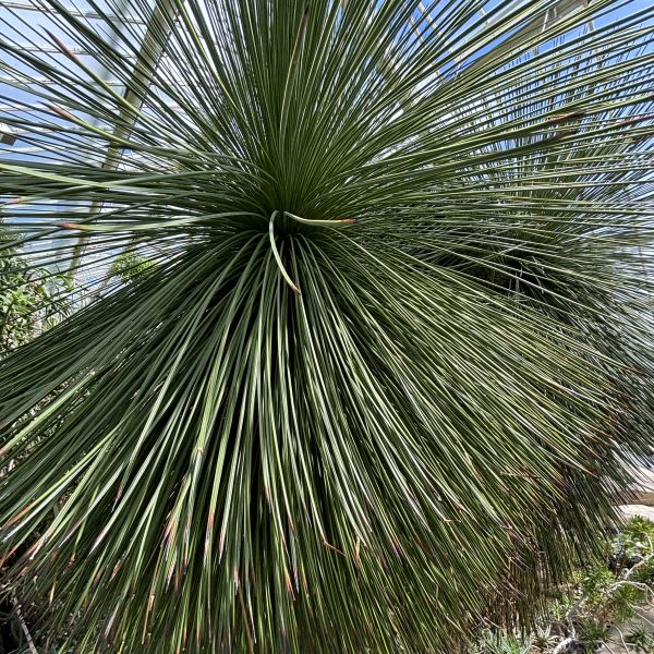 Xanthorrhoea australis | Australian grass tree - Garden trees