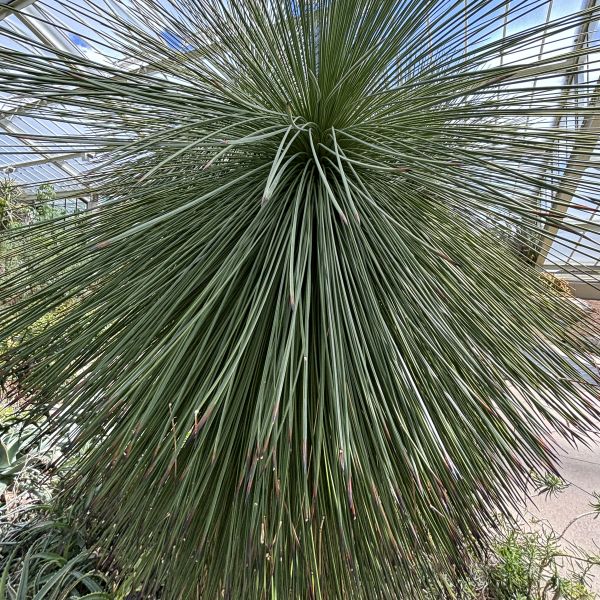 Xanthorrhoea australis | Australian grass tree - Garden trees