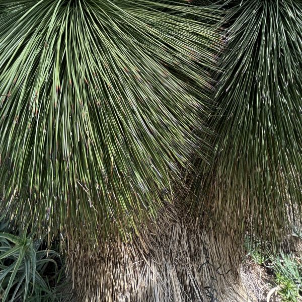 Xanthorrhoea australis | Australian grass tree - Garden trees