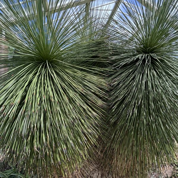 Xanthorrhoea australis | Australian grass tree - Garden trees