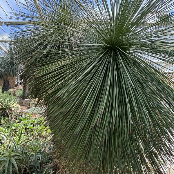 Xanthorrhoea australis | Australian grass tree - Garden trees