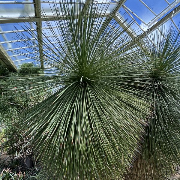 Xanthorrhoea australis | Australian grass tree - Garden trees