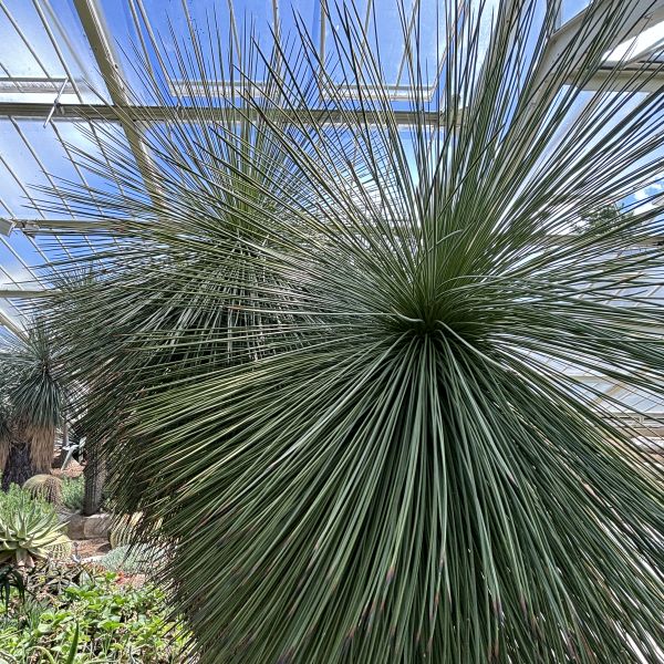 Xanthorrhoea australis | Australian grass tree - Garden trees