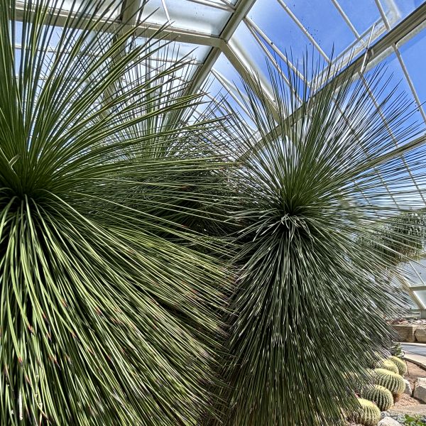 Xanthorrhoea australis | Australian grass tree - Garden trees