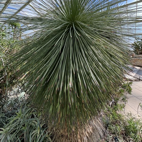 Xanthorrhoea australis | Australian grass tree - Garden trees