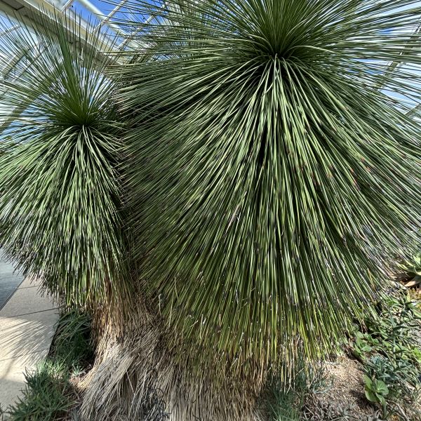 Xanthorrhoea australis | Australian grass tree - Garden trees