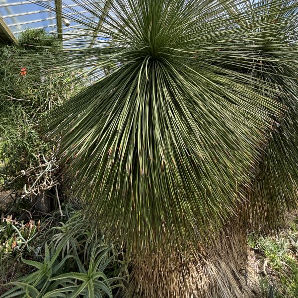 Xanthorrhoea australis | Australian grass tree - Garden trees