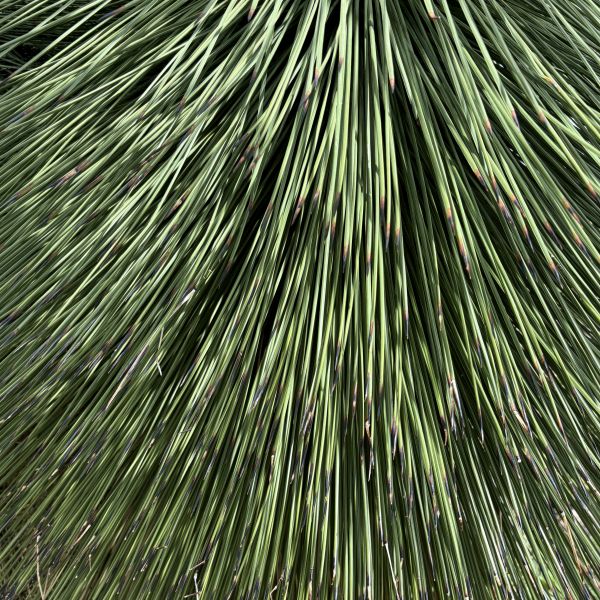 Xanthorrhoea australis | Australian grass tree - Garden trees