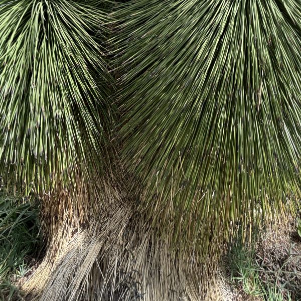 Xanthorrhoea australis | Australian grass tree - Garden trees