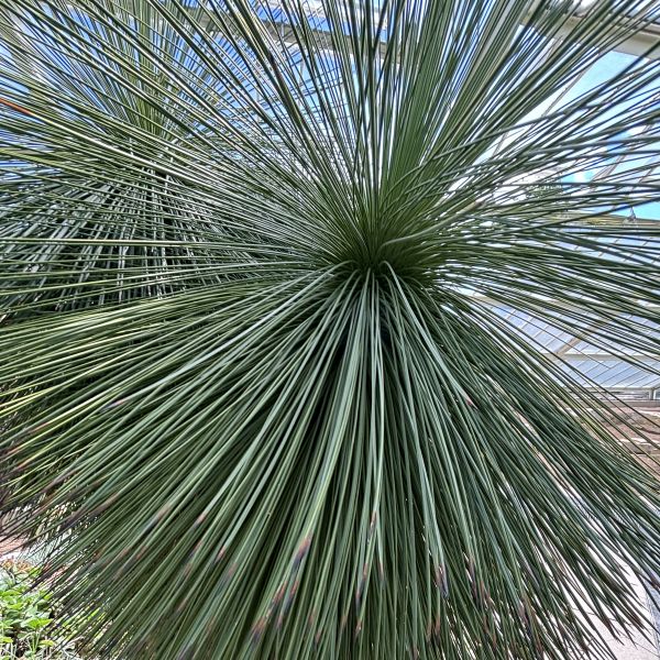 Xanthorrhoea australis | Australian grass tree - Garden trees
