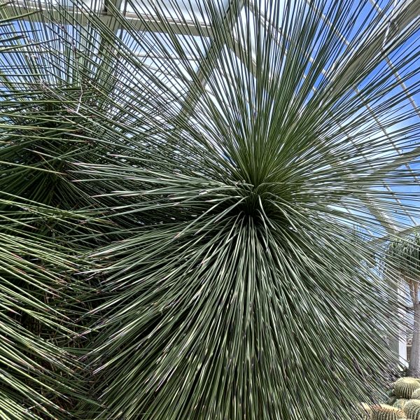 Xanthorrhoea australis | Australian grass tree - Garden trees