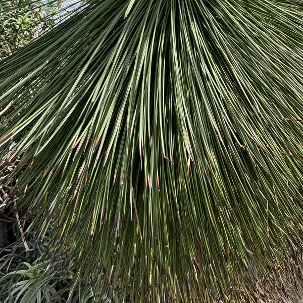 Xanthorrhoea australis | Australian grass tree - Garden trees