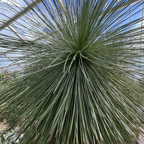 Xanthorrhoea australis | Australian grass tree - Garden trees