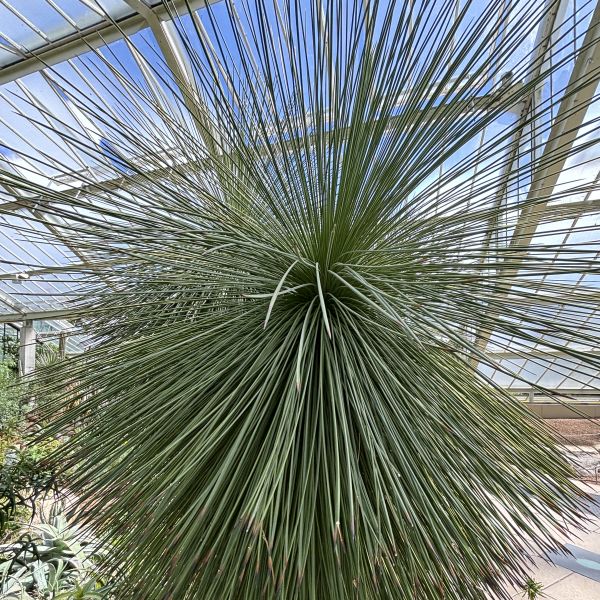 Xanthorrhoea australis | Australian grass tree - Garden trees