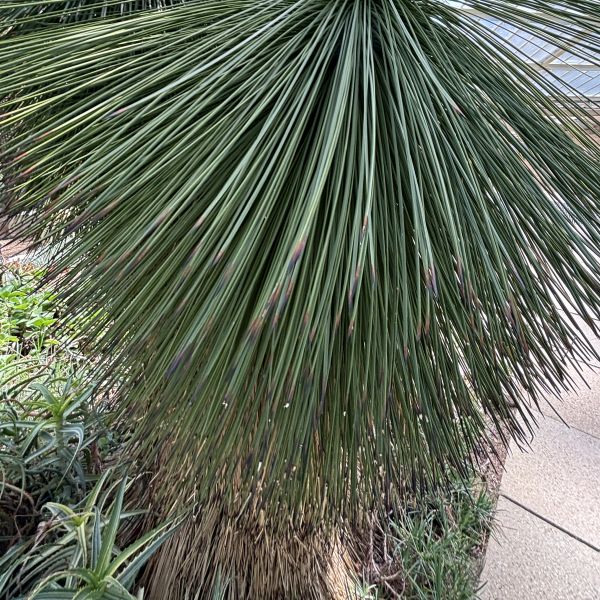 Xanthorrhoea australis | Australian grass tree - Garden trees