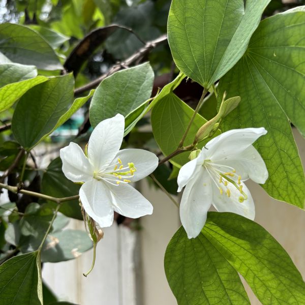 Bauhinia acuminata | White Orchid Tree - Indian flowering trees