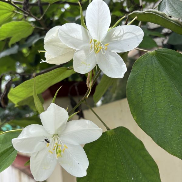 Bauhinia acuminata | White Orchid Tree - Indian flowering trees