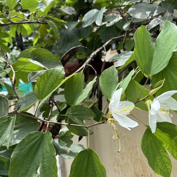 Bauhinia acuminata | White Orchid Tree - Indian flowering trees