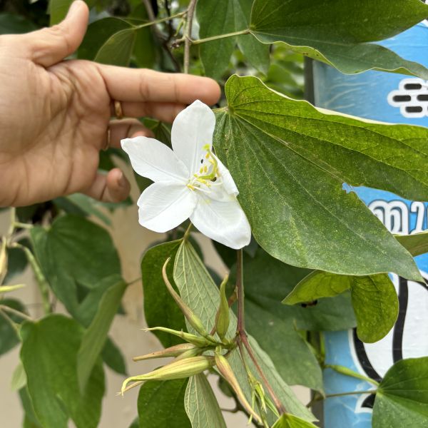 Bauhinia acuminata | White Orchid Tree - Indian flowering trees