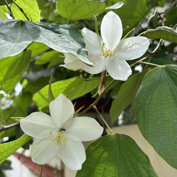 Bauhinia acuminata | White Orchid Tree - Indian flowering trees