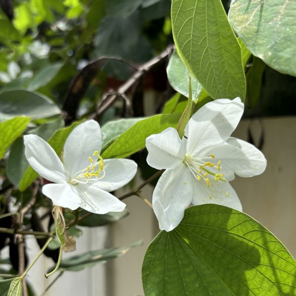 Bauhinia acuminata | White Orchid Tree - Indian flowering trees
