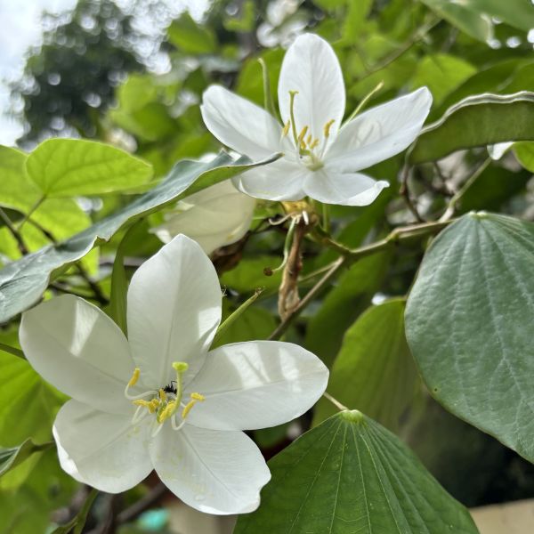 Bauhinia acuminata | White Orchid Tree - Indian flowering trees