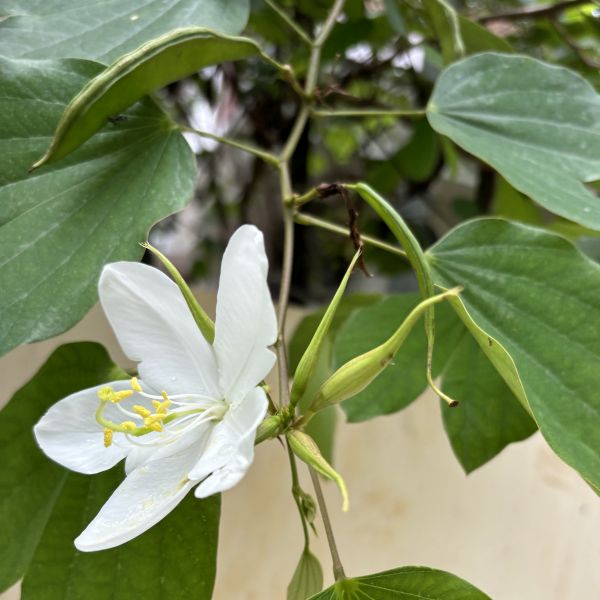 Bauhinia acuminata | White Orchid Tree - Indian flowering trees