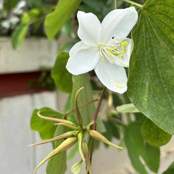 Bauhinia acuminata | White Orchid Tree - Indian flowering trees