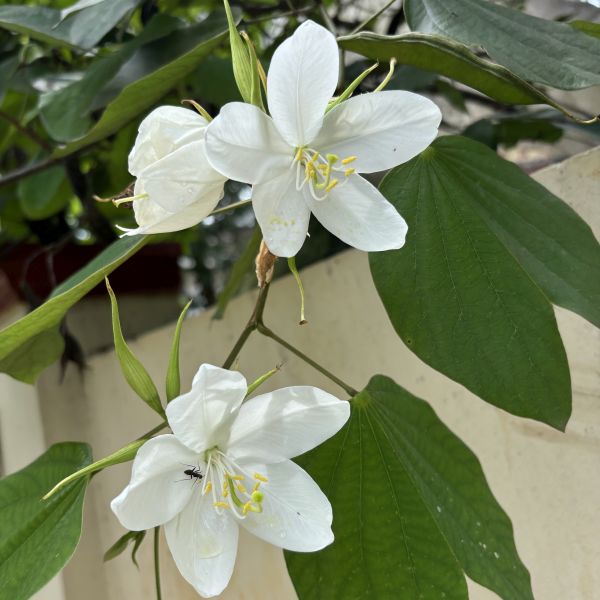 Bauhinia acuminata | White Orchid Tree - Indian flowering trees