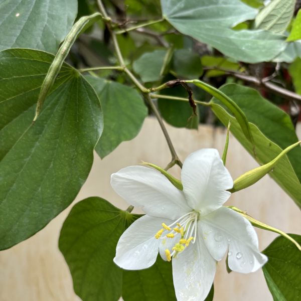 Bauhinia acuminata | White Orchid Tree - Indian flowering trees